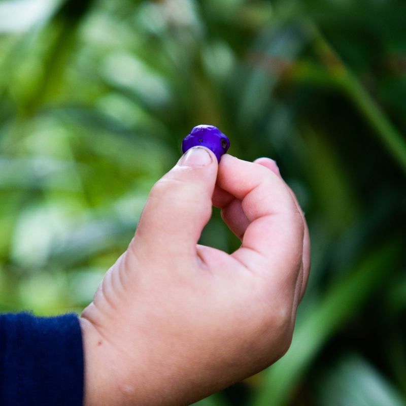 Bush Tucker for Beginners: Unlocking the Flavours of Australia