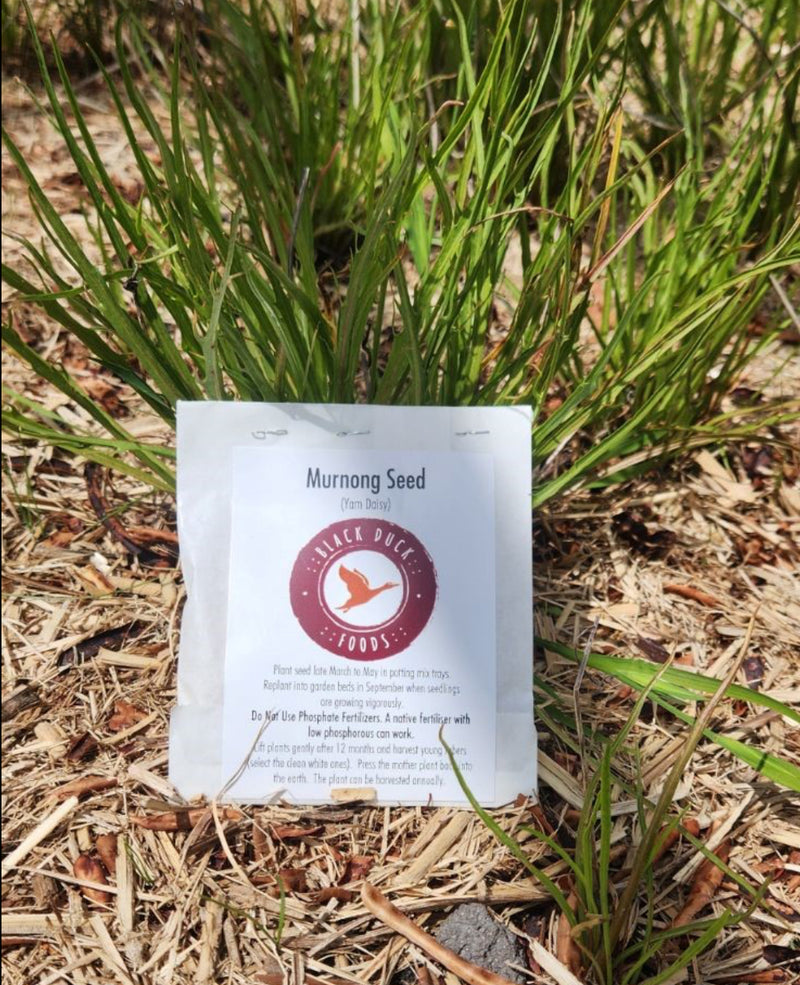 Murnong Seeds (Microseris lanceolata) 100 seeds