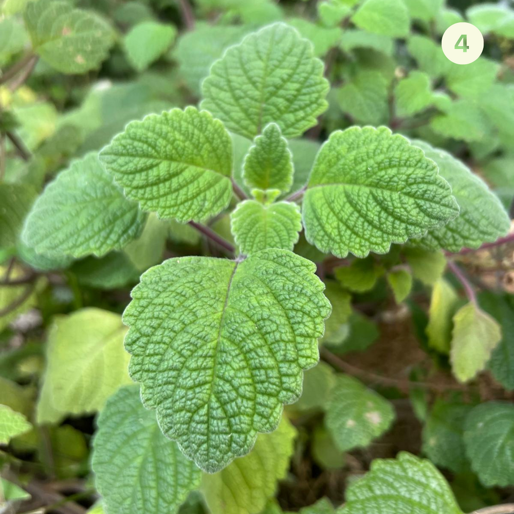 Native Spice Plant Kit