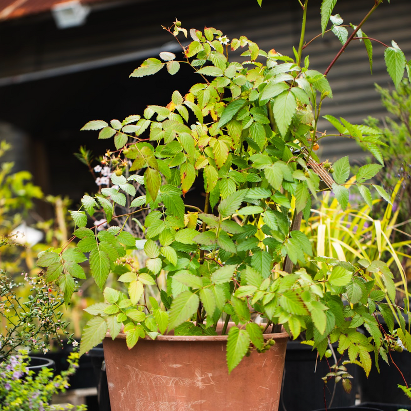 Atherton Raspberry - Rubus Probus