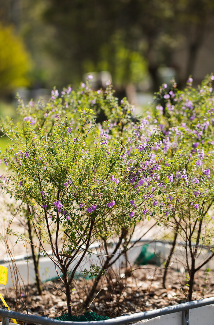 Native Thyme - Prostanthera incisa