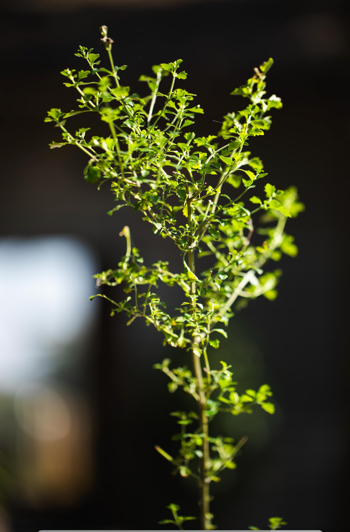 Native Thyme - Prostanthera incisa