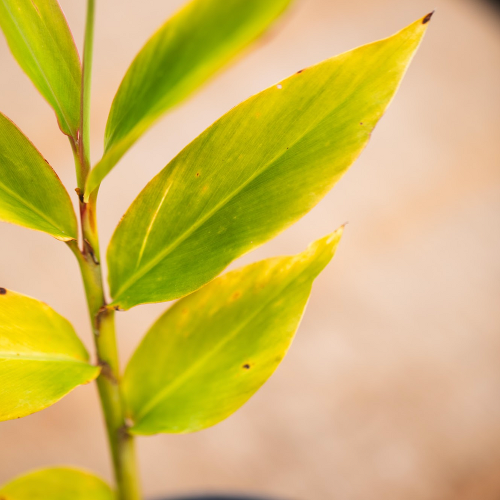 Native Ginger (Alpinia Caerulea)
