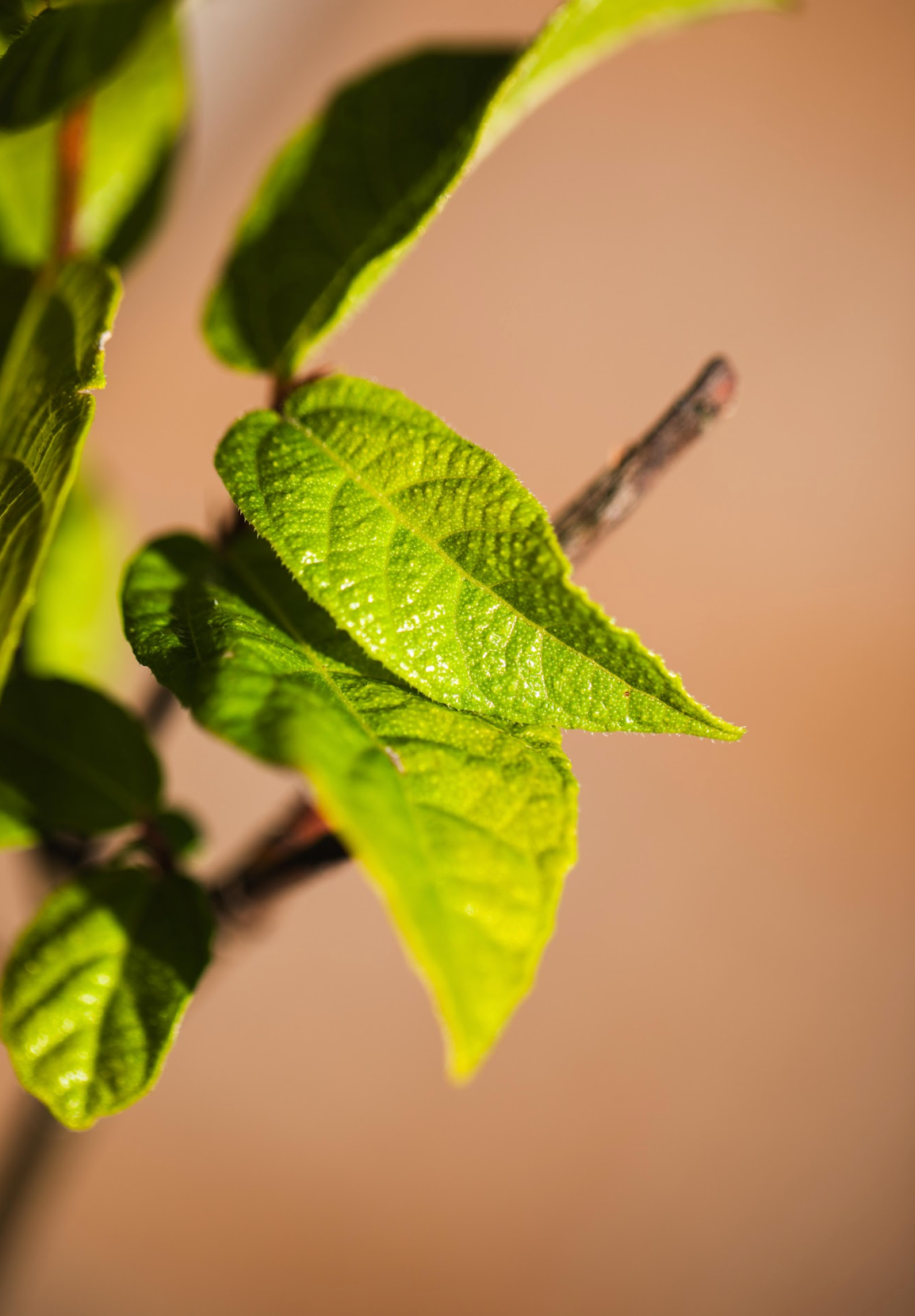 Sandpaper Fig (Ficus coronata)