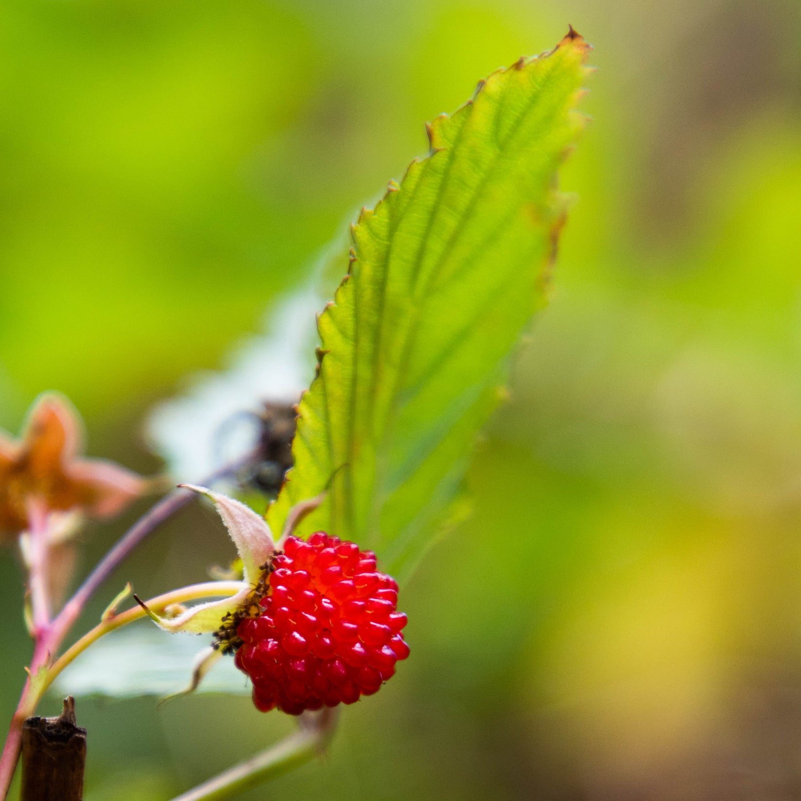 Atherton Raspberry - Rubus Probus – Bush to bowl