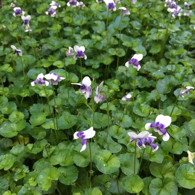 Native Violet - Viola banksii